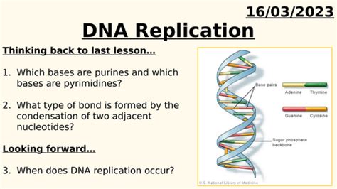 Aqa A Level Biology Dna Replication Teaching Resources