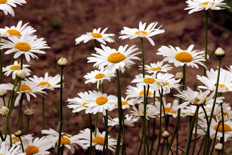 무료 이미지 자연 화이트 목초지 꽃잎 식물학 플로라 야생화 꽃 피는 식물 데이지 가족 Oxeye 데이지