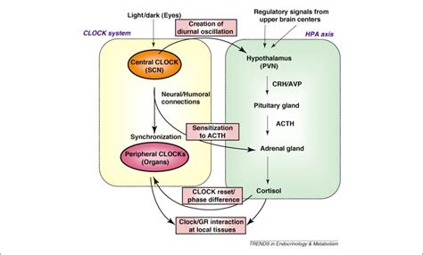 Interactions Of The Circadian Clock System And The Hpa Axis Trends In
