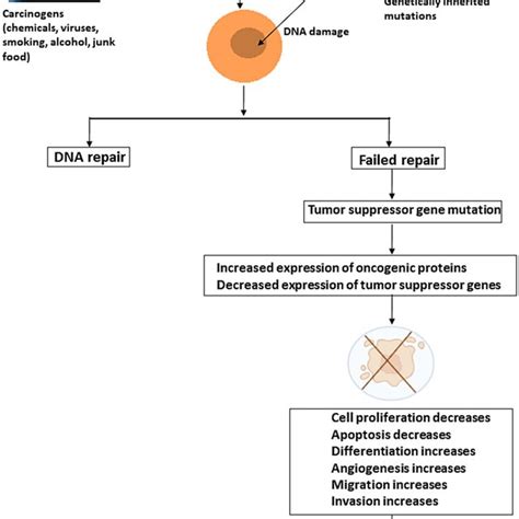 Role Of Prime Editors Pe1 Pe2 Pe3 Download Scientific Diagram