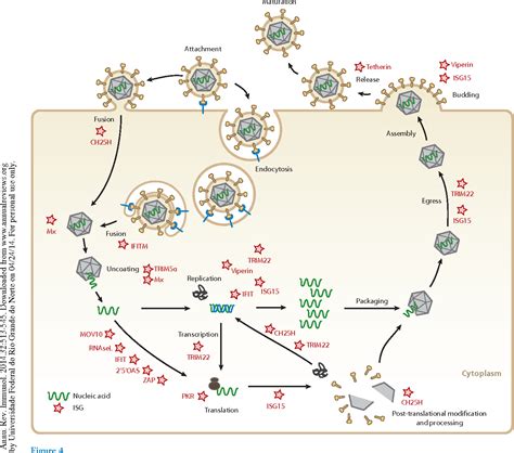 Figure 4 From Interferon Stimulated Genes A Complex Web Of Host
