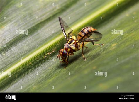 Bactrocera Dorsalis Life Cycle