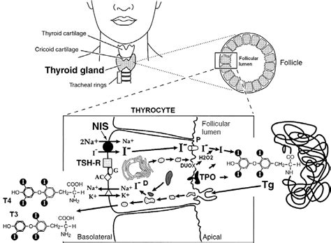 Thyroid Location Schematic Representation Of A Follicle And The