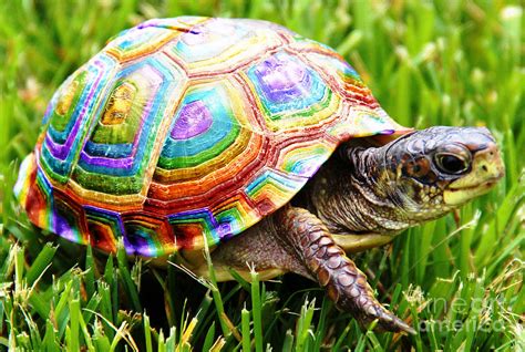 rainbow turtle photograph by nicole miinch