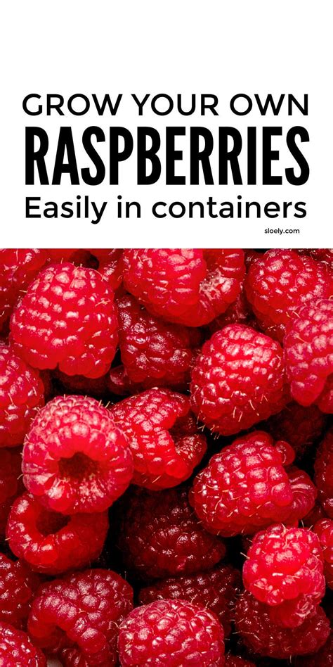 Learn How To Grow Raspberries Easily In Containers And Pots As A