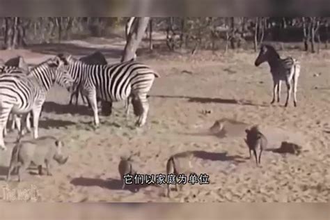 疣猪大战狮子，凶猛猪王让顶级猎手难堪，感受一下疣猪的战斗力 王让 狮子 大战