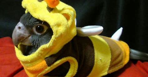 This Is The Great Bumble Birb He Doesnt Give You Upvotes Or Immunity