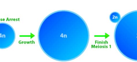 Difference Between Somatic And Germ Cells Definition Features