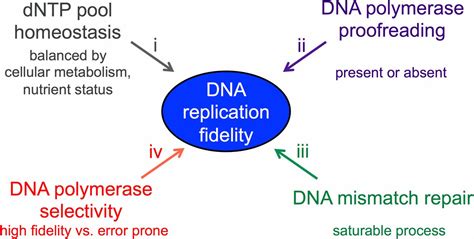 dna replication and mismatch repair safeguard against metabolic