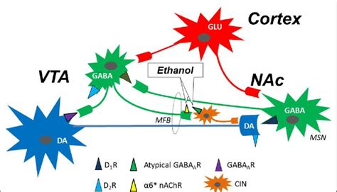 Proposed Hodology Of Gaba Modulation Of Da Release In The Nucleus
