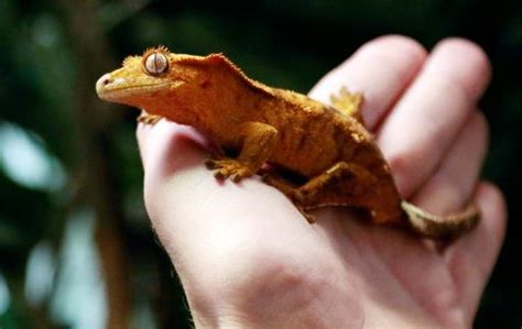 space sex geckos at risk as russia loses control of satellite