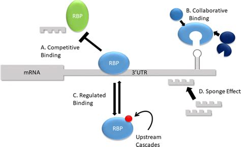 Modes Of Binding To Cis Elements On 3′utrs Mrna Cis Elements Are
