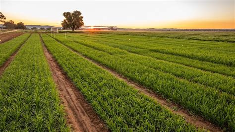 robots and artificial intelligence to guide australia s
