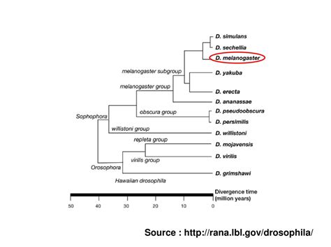 Computational Analyses Of Eukaryotic Gene Evolution Ppt Download