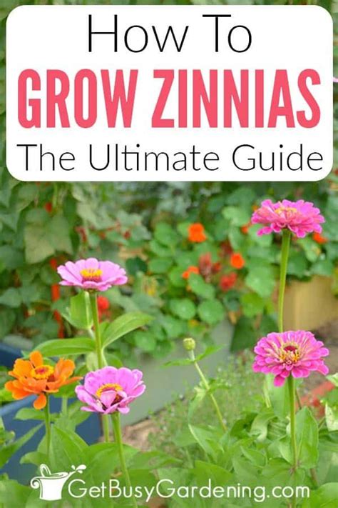 How To Grow Zinnias The Ultimate Guide In 2020 Zinnia Flowers