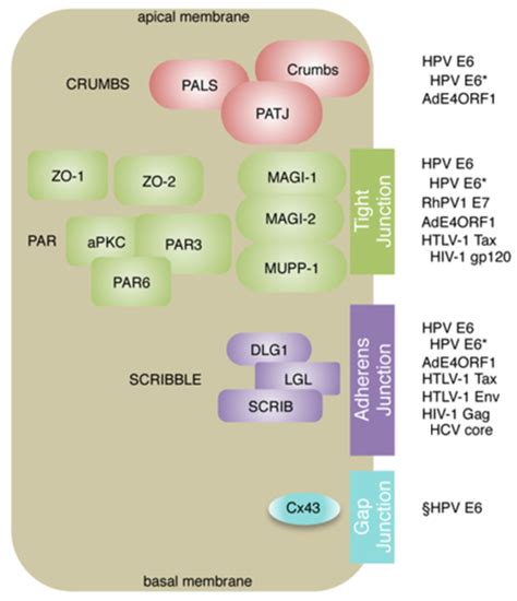 Pathogens Free Full Text Viral Interactions With Pdz Domain