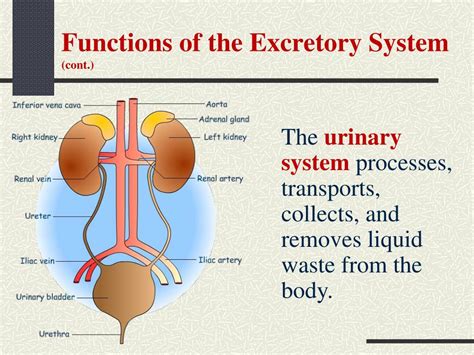 Anatomy Of Excretory System