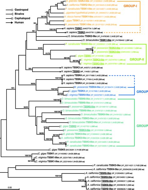 Maximum Likelihood Ml Molecular Phylogenetic Tree Constructed Using
