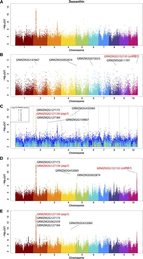 Manhattan Plots Of Zeaxanthin Abundance A Mixed Linear Model Gwas