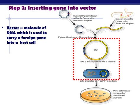 Ppt Genetic Engineering Biotechnology Powerpoint Presentation Free