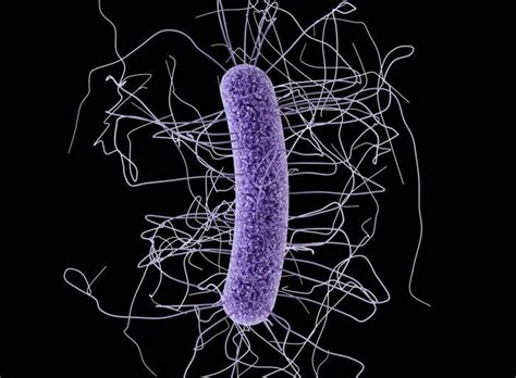 Infections By C Diff Bacteria Are On The Rise And Can Cause Serious