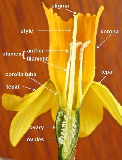 Flower Ovary Position Tree Guide Uk Flower Ovary Position