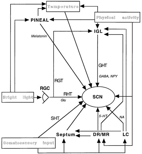 Schematic Overview Of The Inputs To The Suprachiasmatic Nucleus And