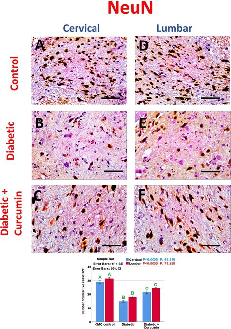 Frontiers Suppression Of Neuronal Apoptosis And Glial Activation With