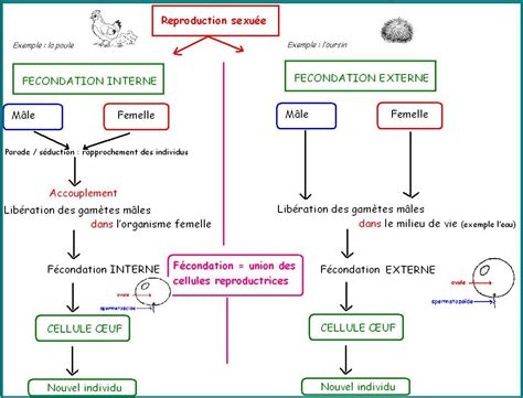 Schema Bilan Reproduction Sexuee1 Vive Les Svt Les Sciences De La
