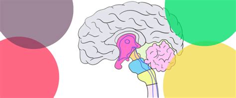 Tronco Encefálico Funciones Anatomía Y Patología