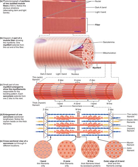 9 3 Skeletal Muscle Fibers Contain Calcium Regulated Molecular Motors