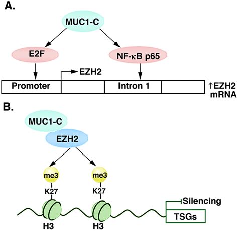 Schemas Depicting The Proposed Muc1 C Induced Regulation Of Ezh2