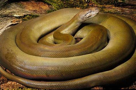 papuan python ~ reptiles world