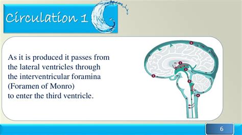 Cerebrospinal Fluid Csf Production Circulation And Absorption