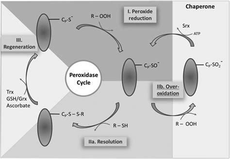 Schematics Of The Peroxidase Cycle And Hyperoxidation Cycle Of Prxs
