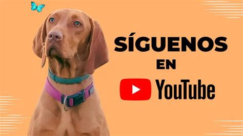 ¿cuáles Son Los Servicios Que Ofrece Un Veterinario Alimascota Es