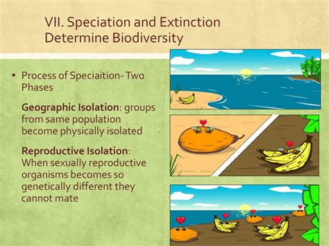 Apes Evolution And Biodiversity Ppt Download