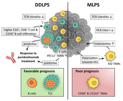 The Histological Lps Subtypes Display Different Features Of Their