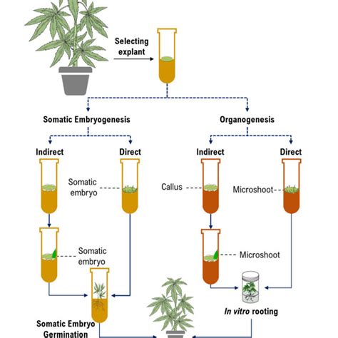 Pdf Advances And Perspectives In Tissue Culture And Genetic