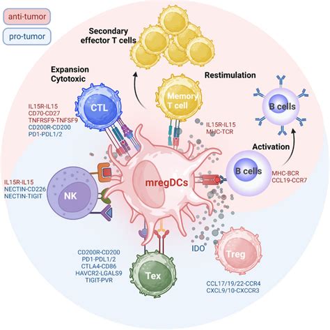 Interactions Of Mature Dendritic Cells Enriched In Immunoregulatory