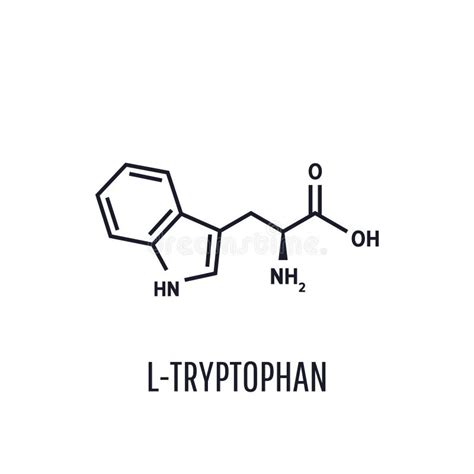 Tryptophan Skeletal Formula And Molecular Structure Stock Vector
