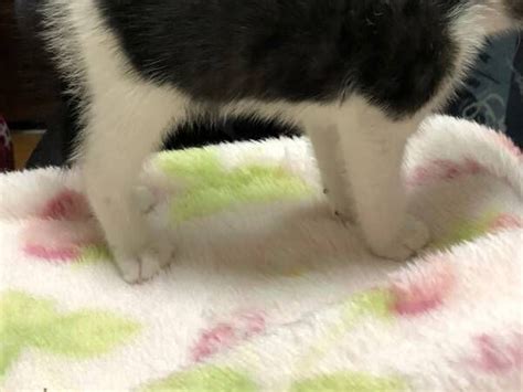 「漫画みたい」 初めて自分の姿を見た子猫の反応が、コチラ 2021年6月8日 ｜ウーマンエキサイト