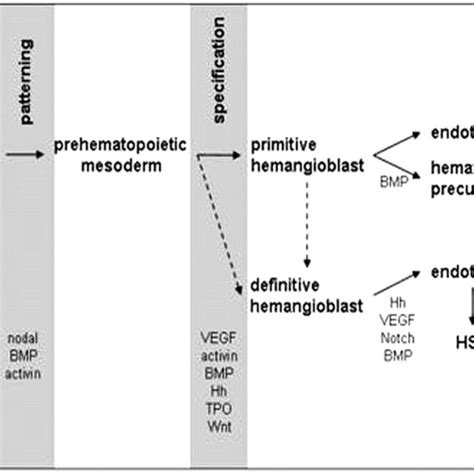 Schematic Representation Of Development To Hematopoietic Lineages This