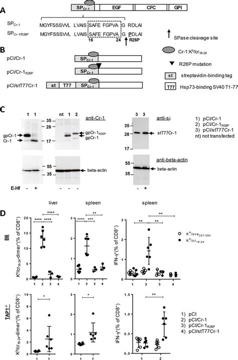 Ifn γ Treatment Protocol For Mhc Ilo Pd L1 Pancreatic Tumor Cells