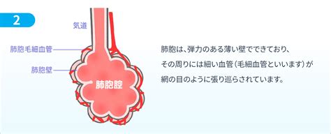 肺について：肺の働きと特発性肺線維症 Ipf 患者さんの肺の変化｜特発性肺線維症 Ipf について｜シオノギ製薬 塩野義製薬