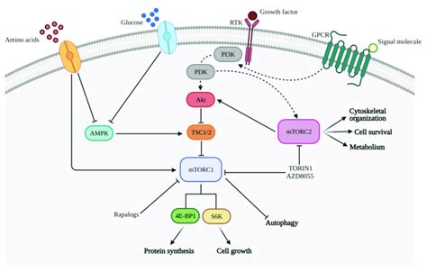 Representative Image Of The Main Signaling Pathways That Regulate Mtor