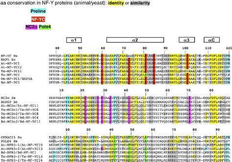 Protein Sequence Alignments Of Conserved Domains Of Nf Yc Nc2 A And