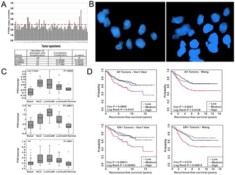 A Top Snp Array Analyses Of 93 Breast Tumors Demonstrates Ptk6 Copy
