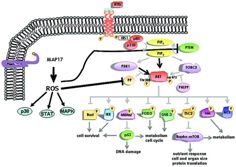 Schematic Representation Of The Intracellular Pathways Activated By
