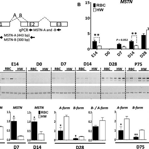 Comparisons Of Expression Levels Of Myostatin Mstn A Schematic